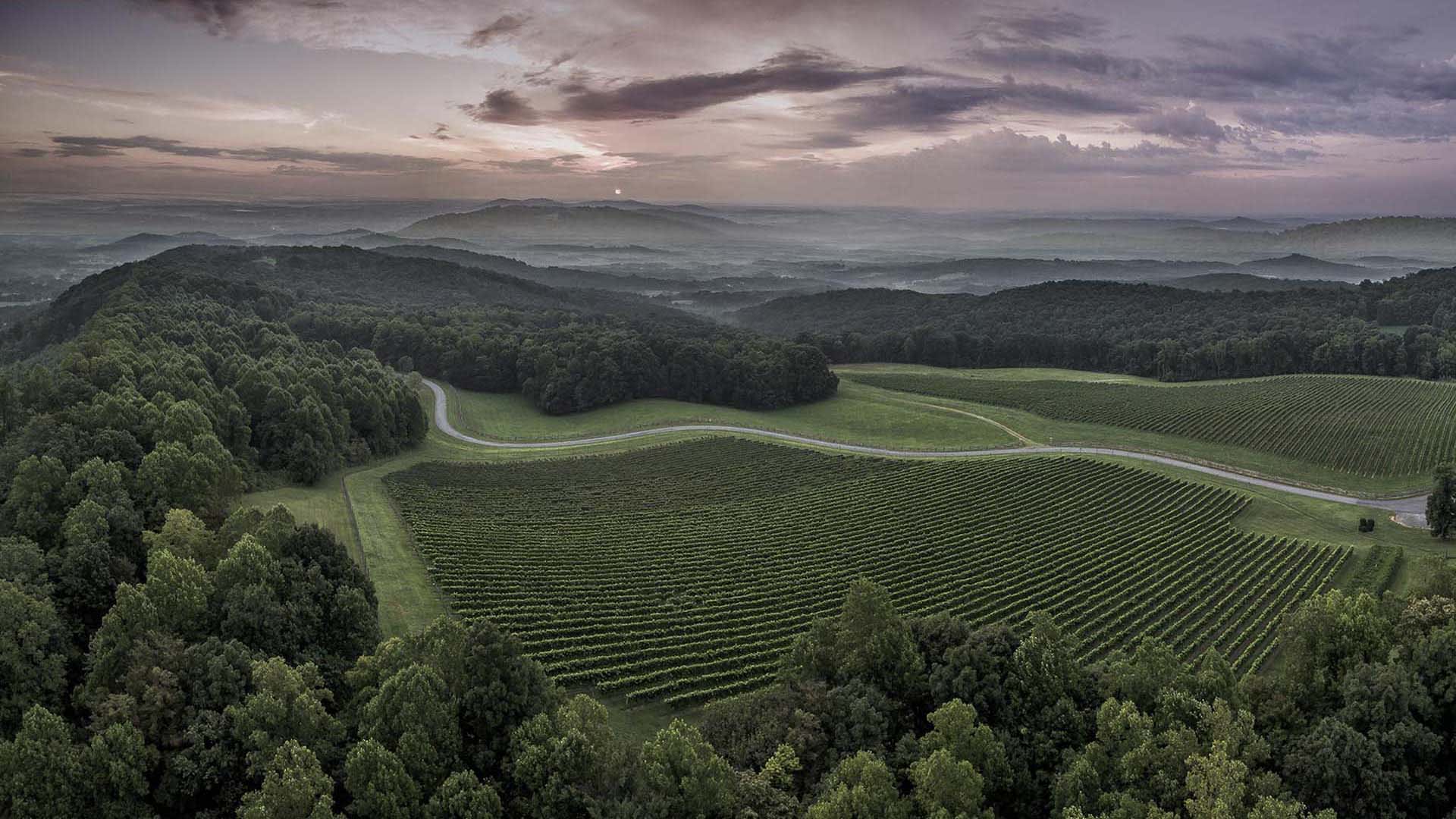 Dynamis Estate Wines | Wine Enthusiast