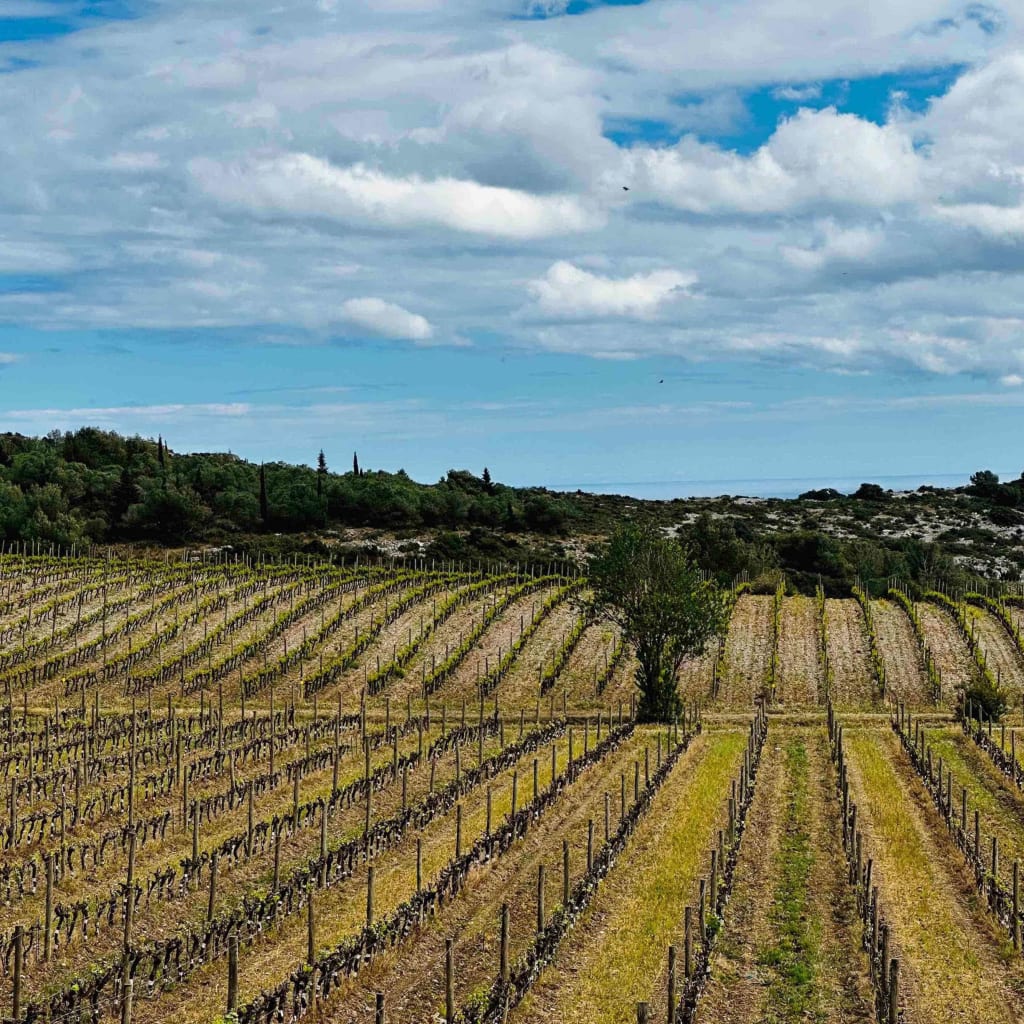 Exploring AOP Languedoc | Wine Enthusiast