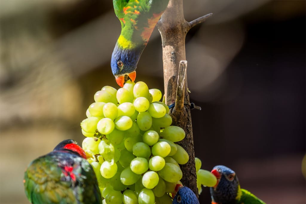 Australian Vineyard Pests | Wine Enthusiast