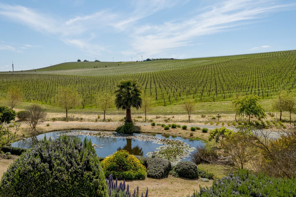 California Winemaking Is at a Dangerous Crossroads. Here’s How Vintners ...