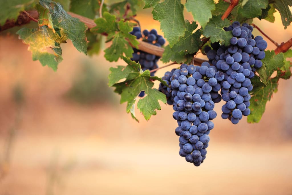 Saperavi: A Noble, World-Class Grape Variety | Wine Enthusiast