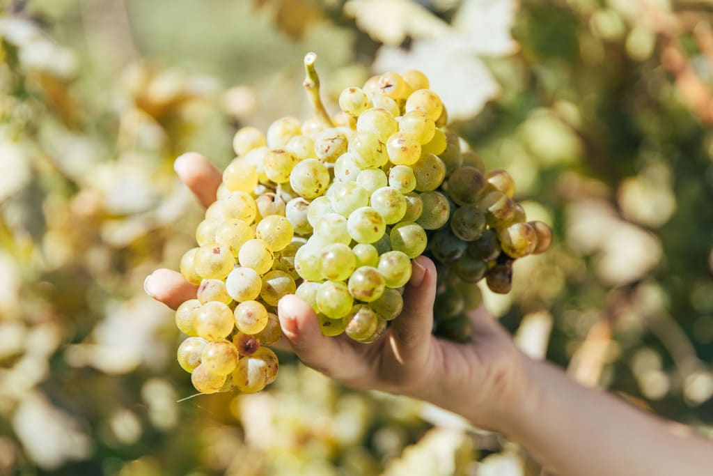 9 Armenian Wine Grapes to Know | Wine Enthusiast