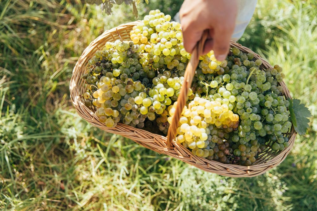 9 Armenian Wine Grapes to Know | Wine Enthusiast