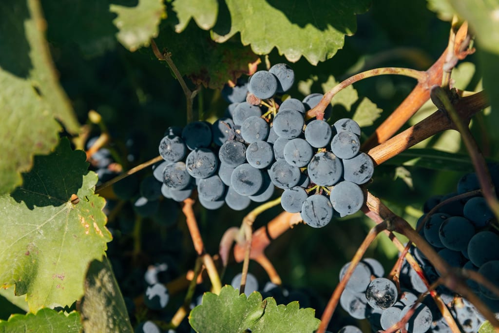 9 Armenian Wine Grapes to Know | Wine Enthusiast