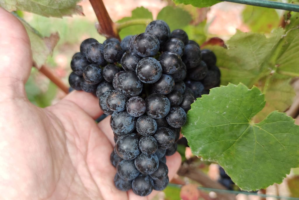 Forgotten Varietals in Northern Spain | Wine Enthusiast