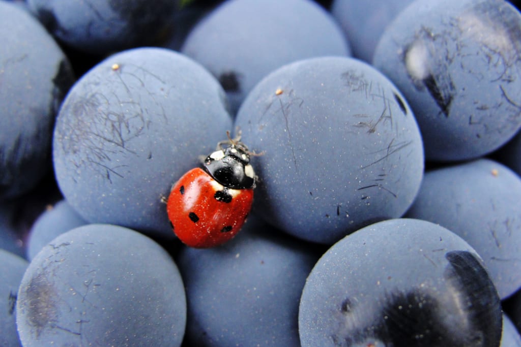 What Is Ladybug Taint in Wine? | Wine Enthusiast