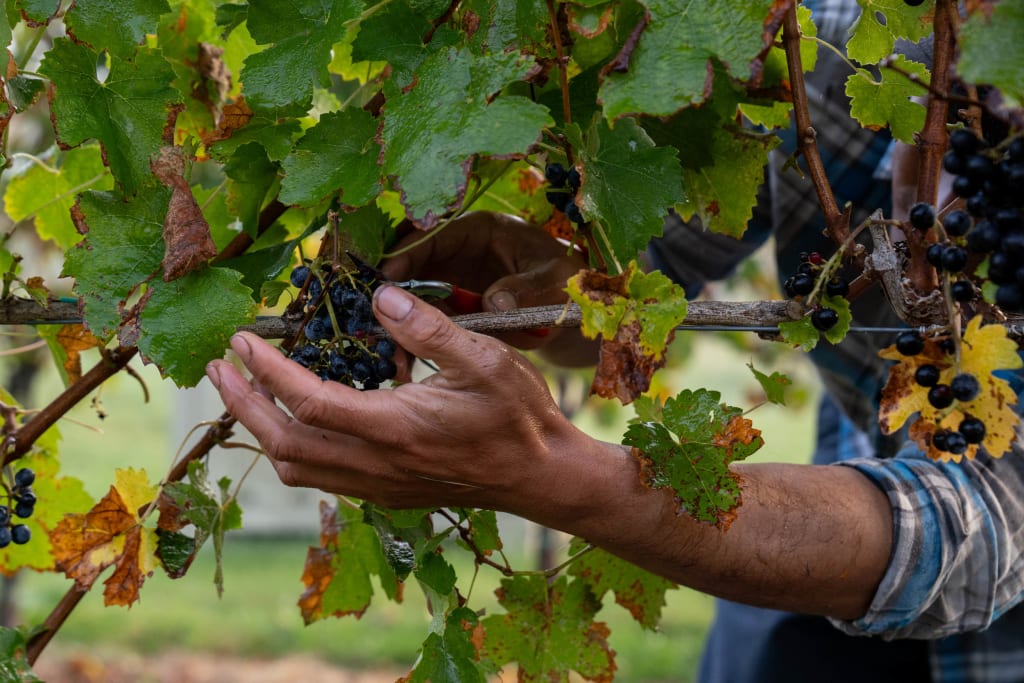 Discover Historic Vines and New Roots in Charlottesville, Virginia ...