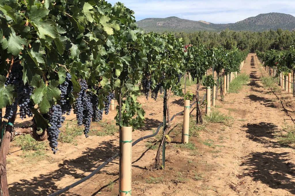 A New Generation of Utah Wine | Wine Enthusiast