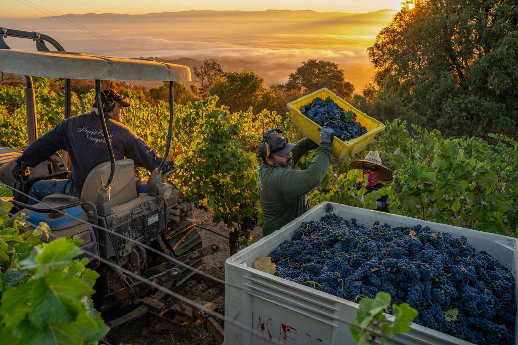 Iconic California Clones Drive Modern Winemaking | Wine Enthusiast