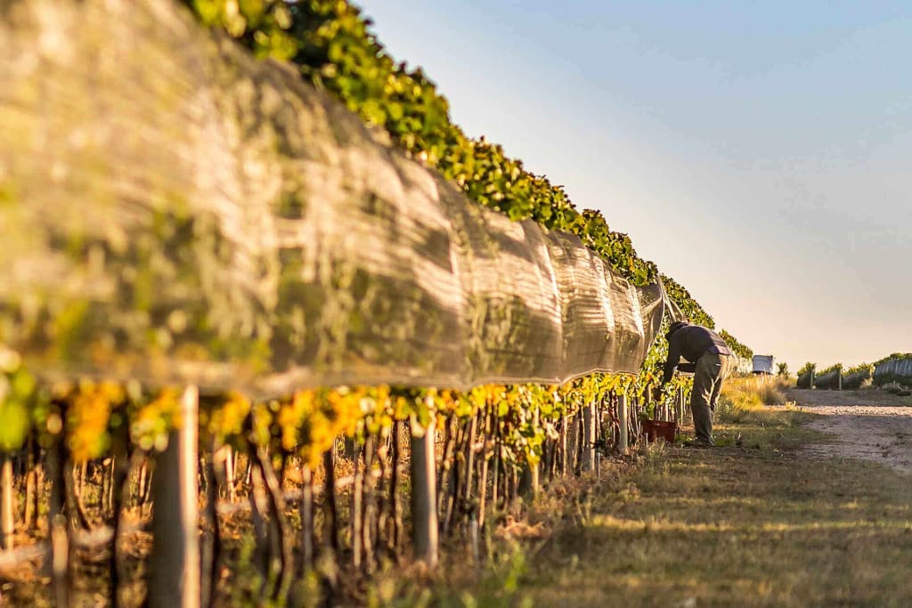 Old Vines Breathe Potential Into Argentine Sémillon | Wine Enthusiast