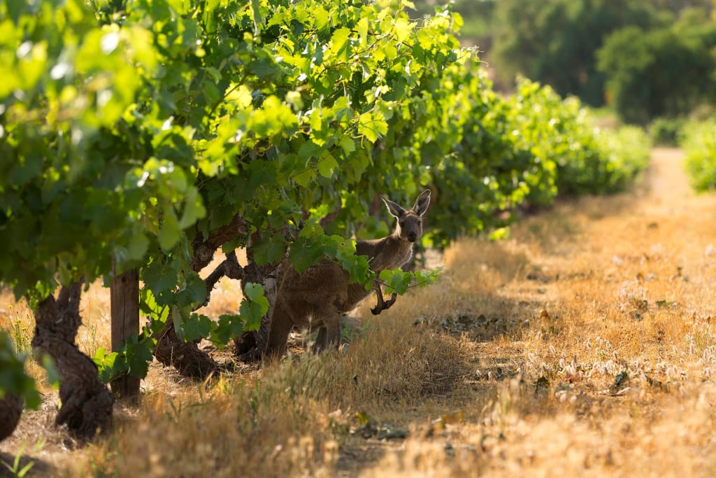 10 Vineyards Behind the World's Most Famous Wines | Wine Enthusiast