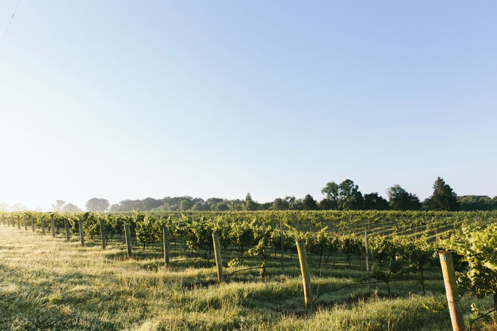 Yadkin Valley AVA | Wine Enthusiast