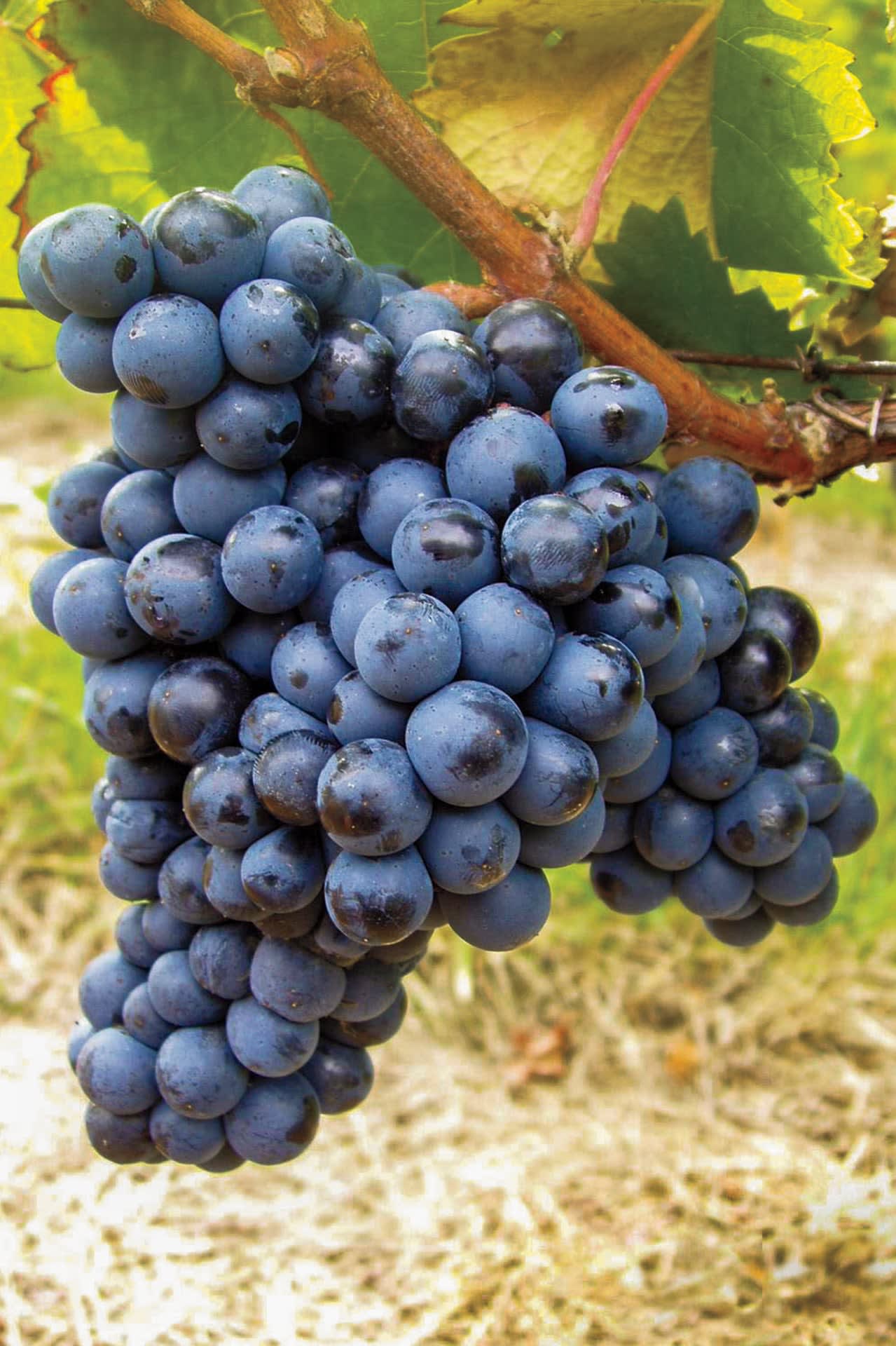 Instead of Chasing Trends, These French Winemakers are Reviving Rare, Native Grapes | Wine ...