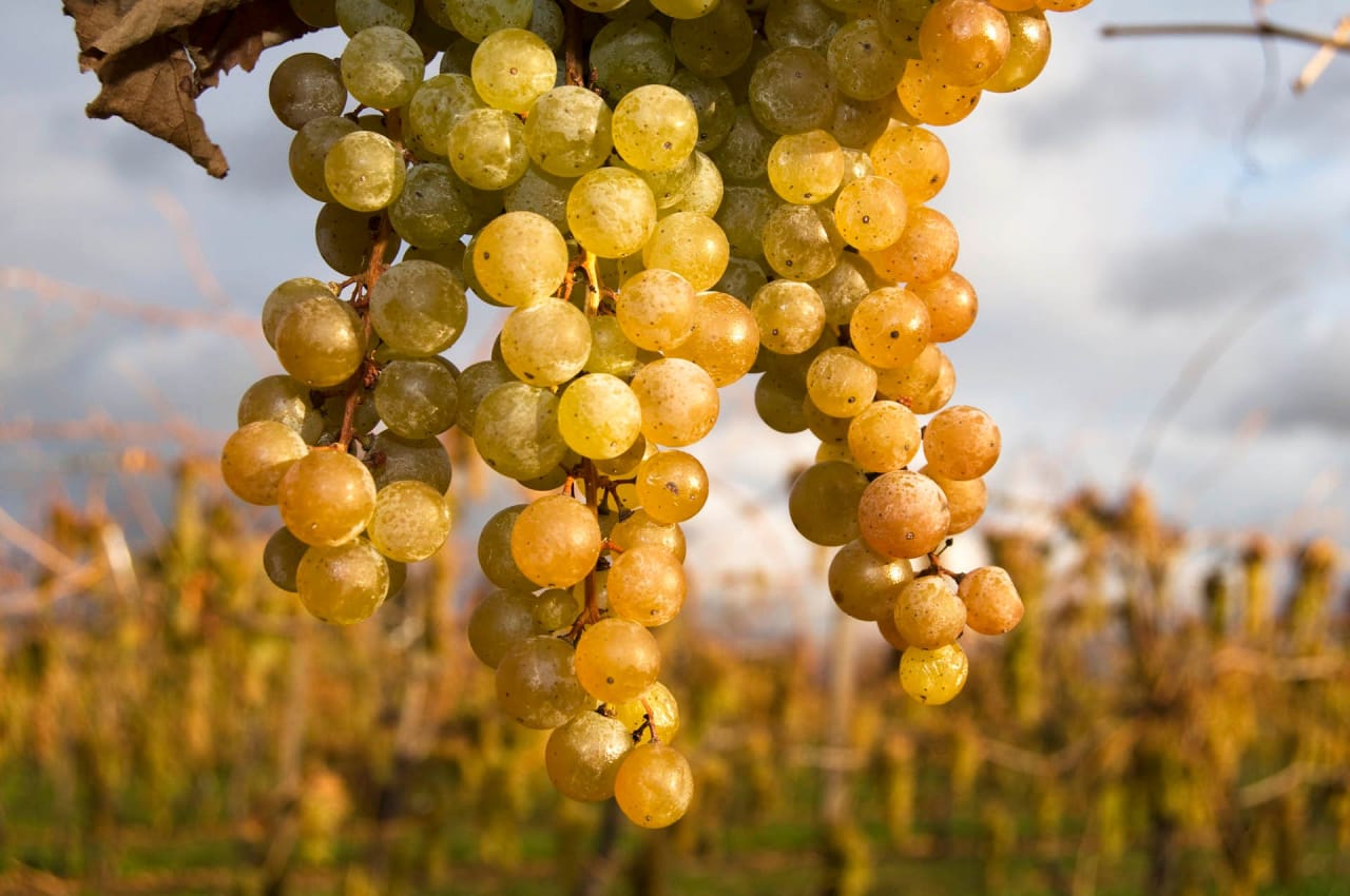 Stellar Sauvignon Blanc on a Budget? Look to California | Wine Enthusiast