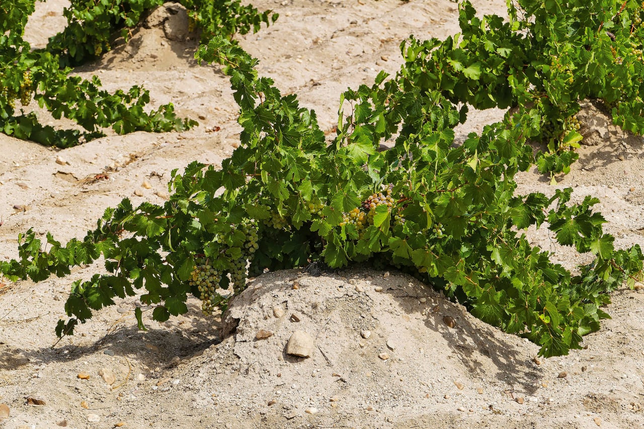 Versatile Verdejo: Get to Know Spain's Beloved White Grape | Wine ...