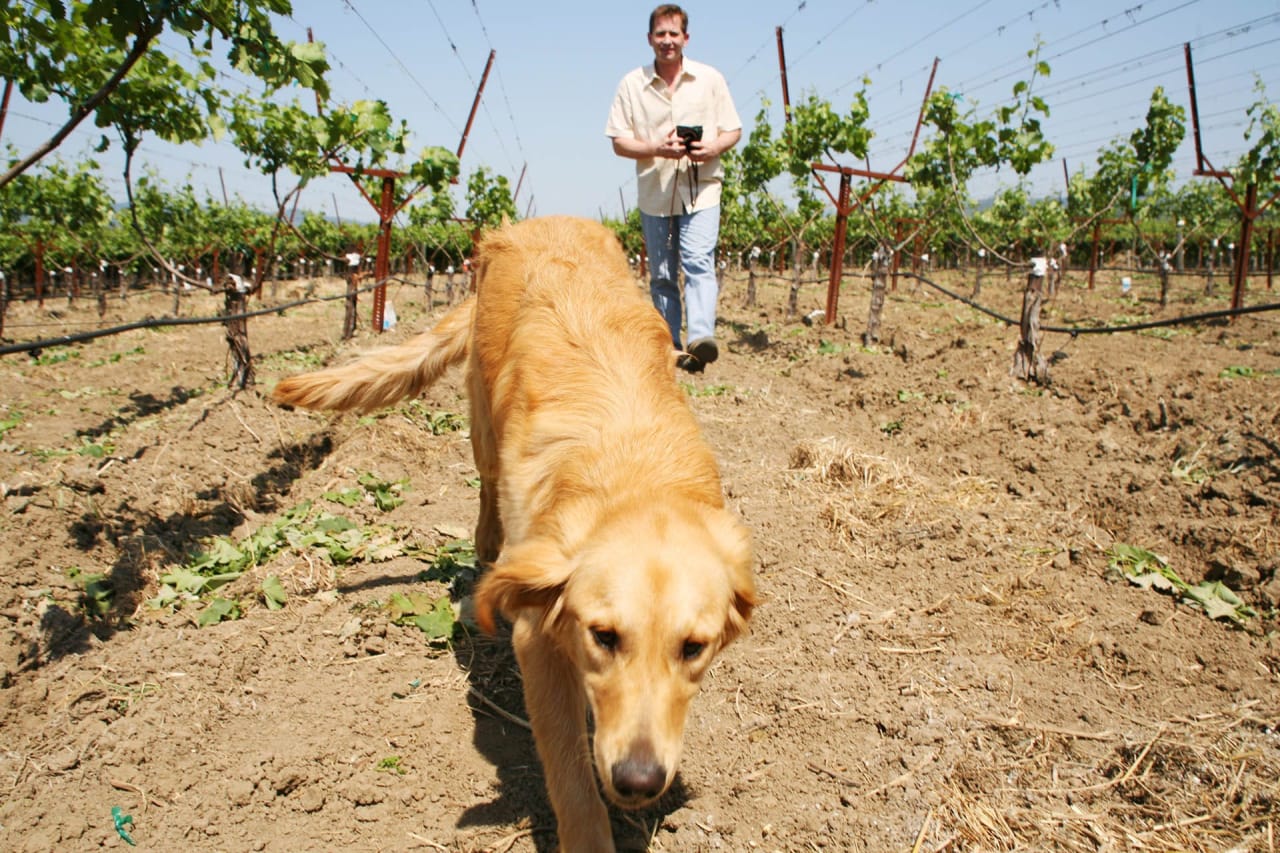 Winery Dogs Earn Their Keep by Sniffing Out Pests, Contaminates and ...