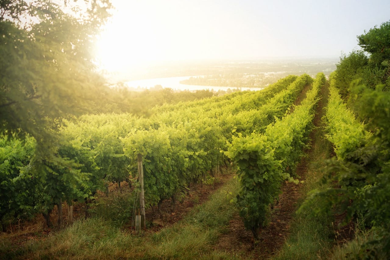 It's a Golden Era for French Red Wines | Wine Enthusiast