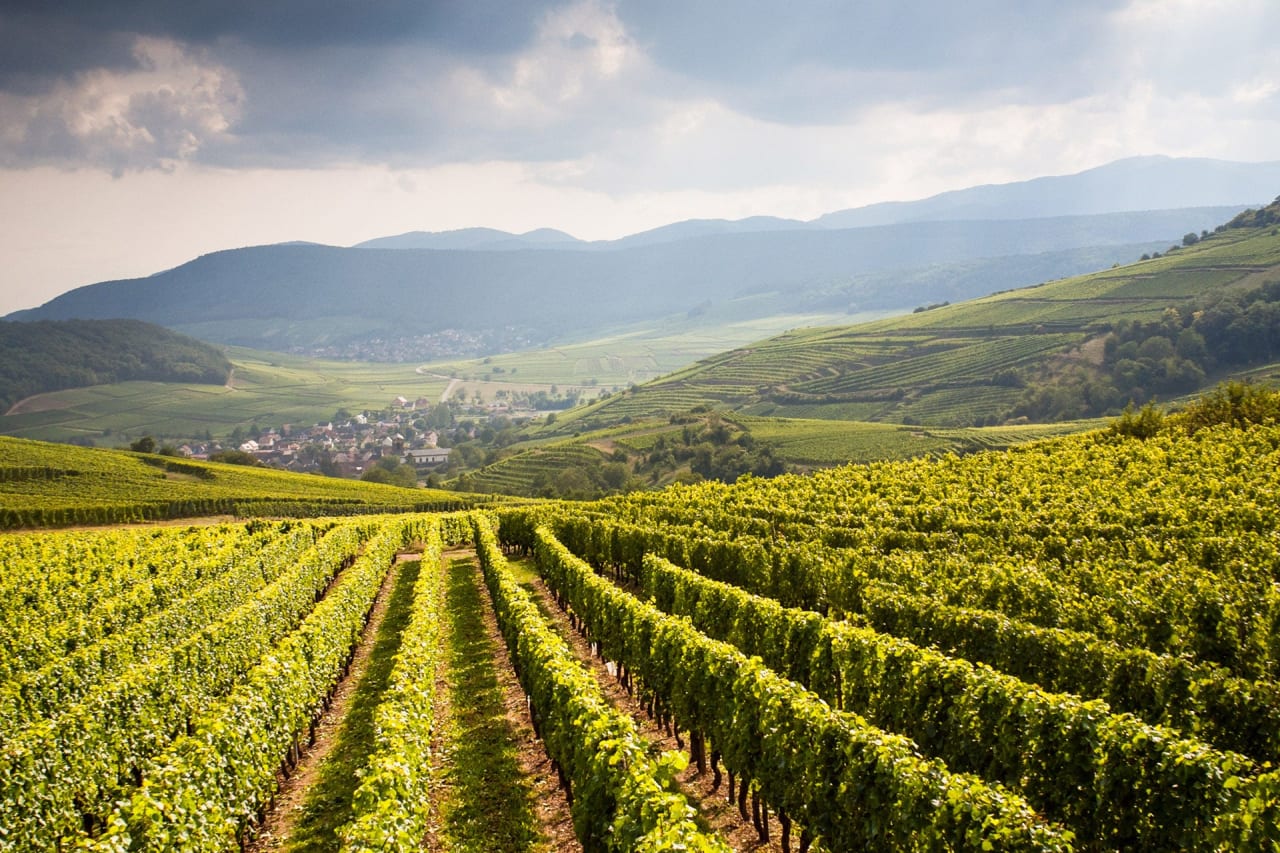 Why Sylvaner Should Be Your New Summer Wine | Wine Enthusiast