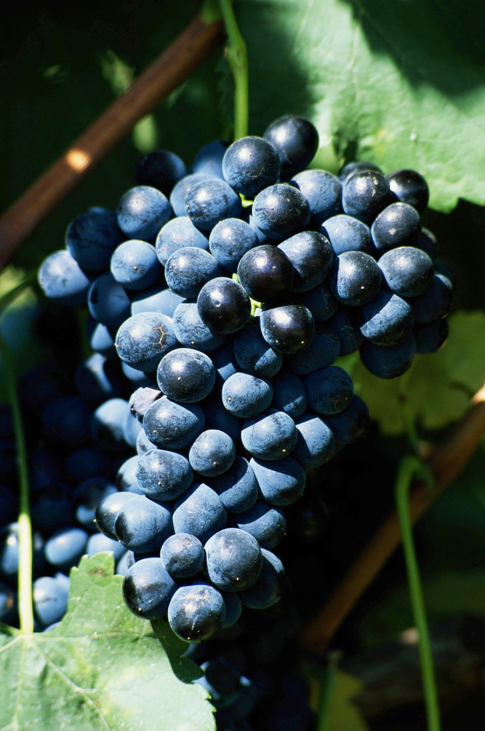 What Does it Mean When the Same Grape has Different Names? | Wine ...