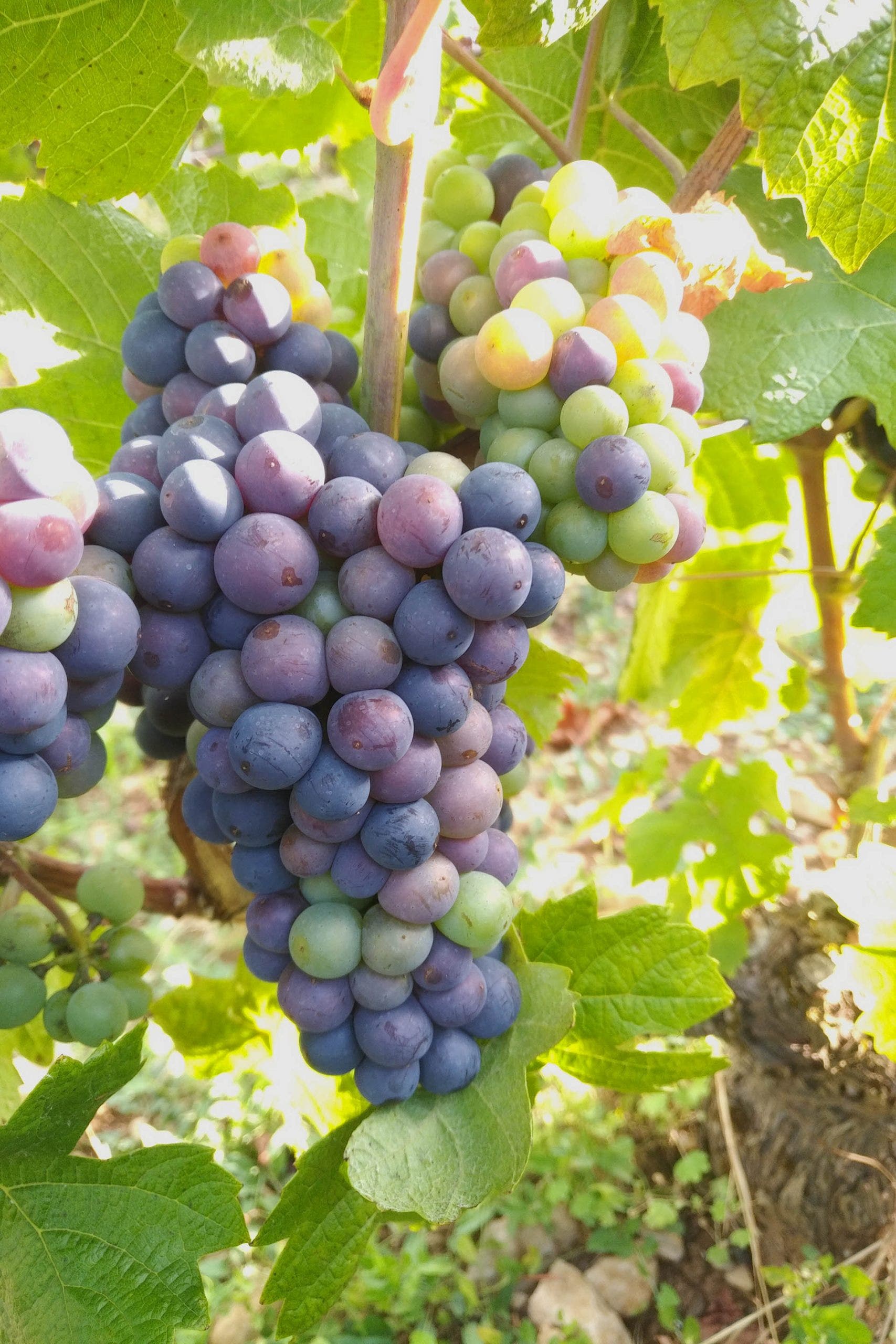 A Wine Geek’s Guide to Pinot Noir Clones Around the World | Wine Enthusiast