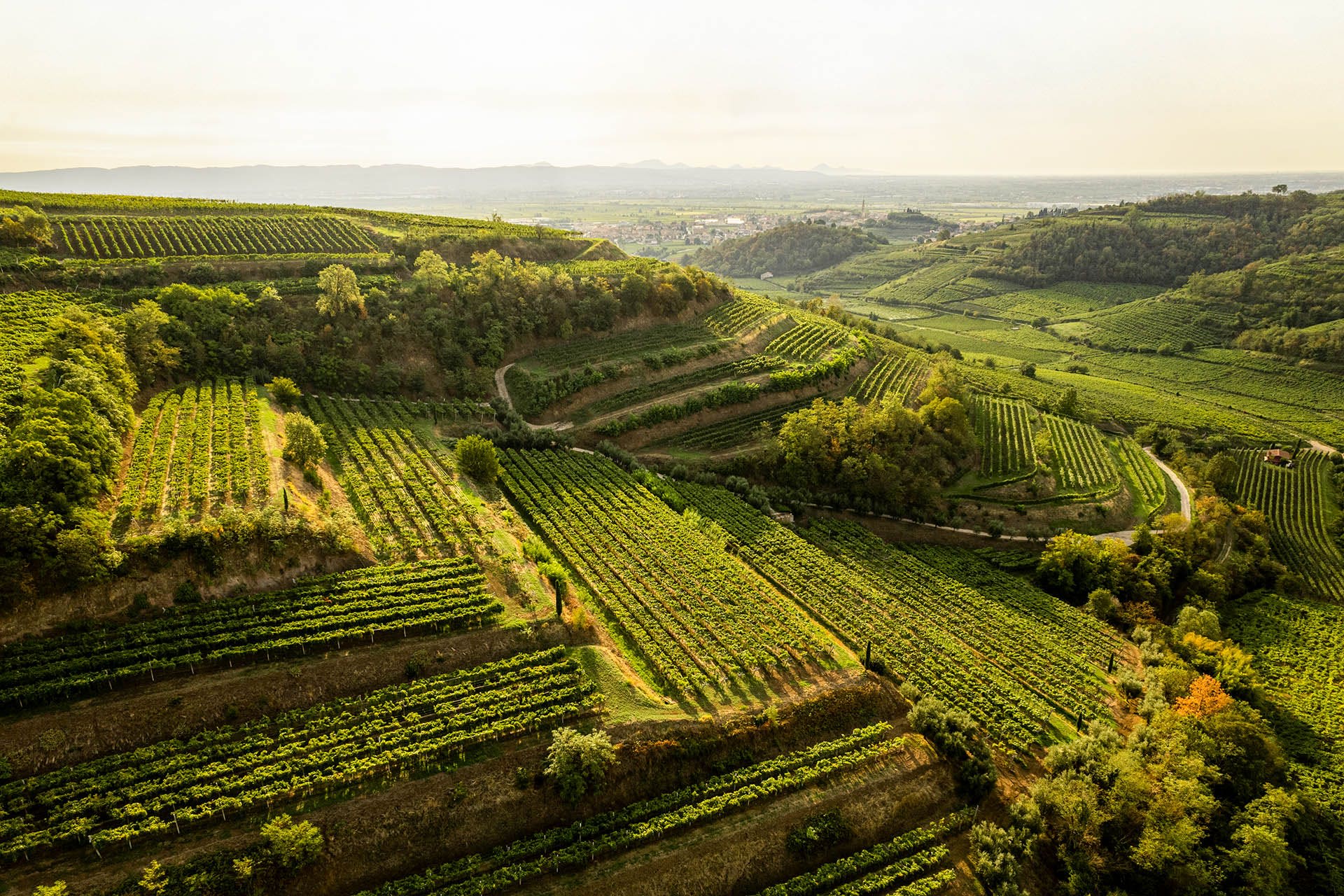 Pieropan 2023 Garganega (Soave Classico) Rating and Review | Wine ... Pieropan 2023 Garganega (Soave Classico) Rating and Review | Wine ...