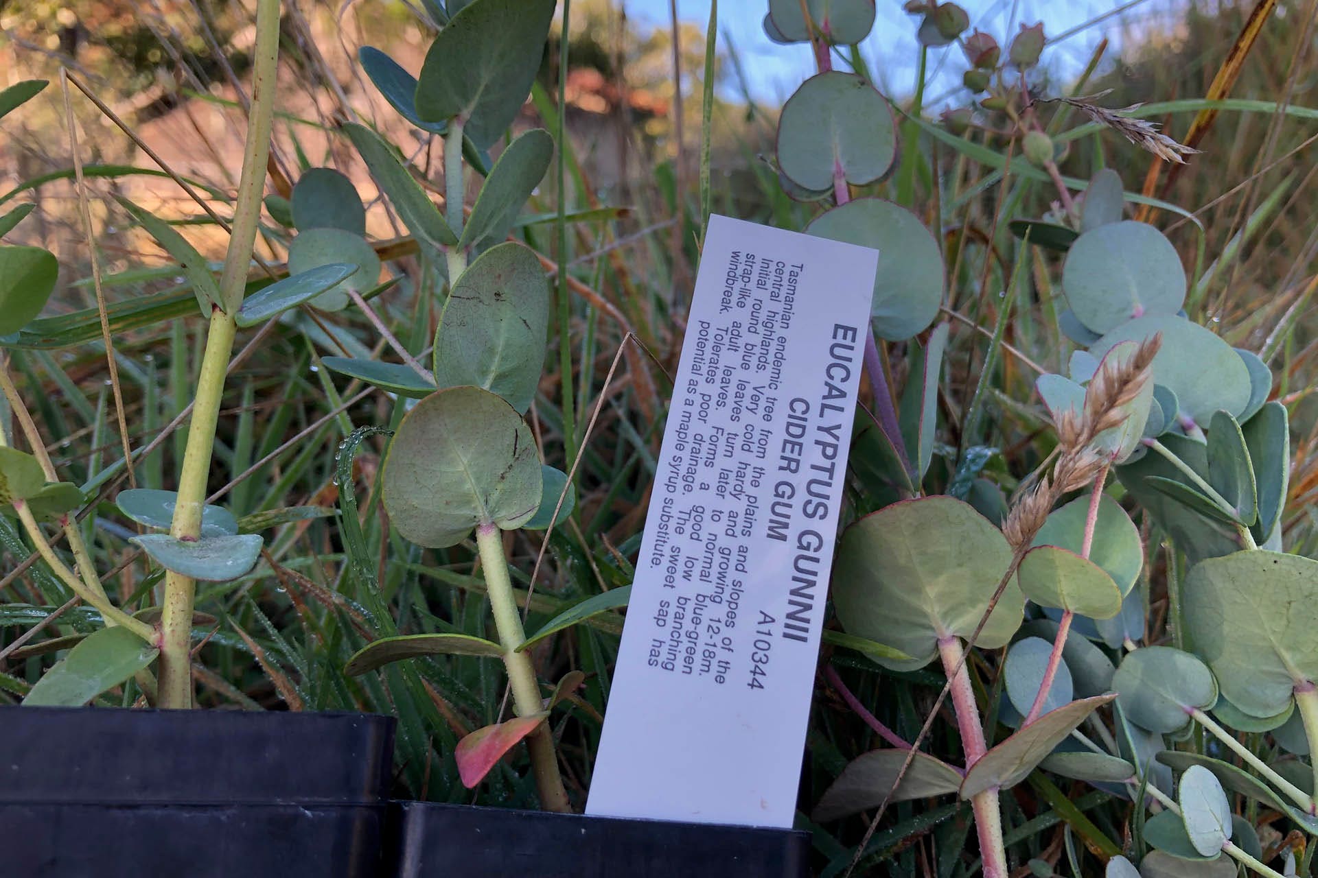 Australian Wine and Indigenous Reparations| Wine Enthusiast