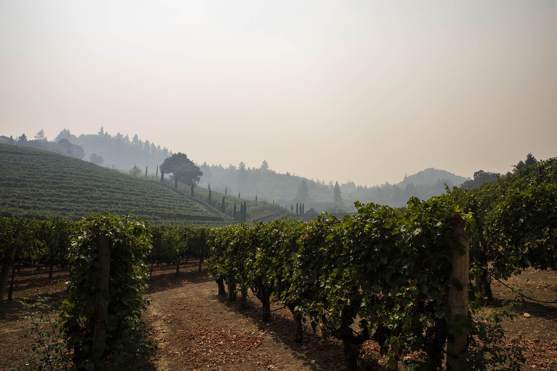 The Complex Science and Evolving Toll of Smoke Taint | Wine Enthusiast