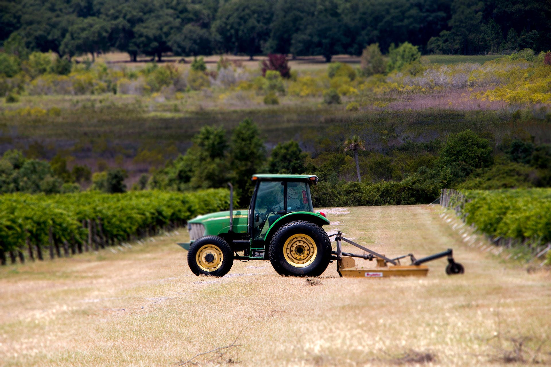 ‘We're Very Proud of What We Do’: Florida’s Growing Wine Scene | Wine ...