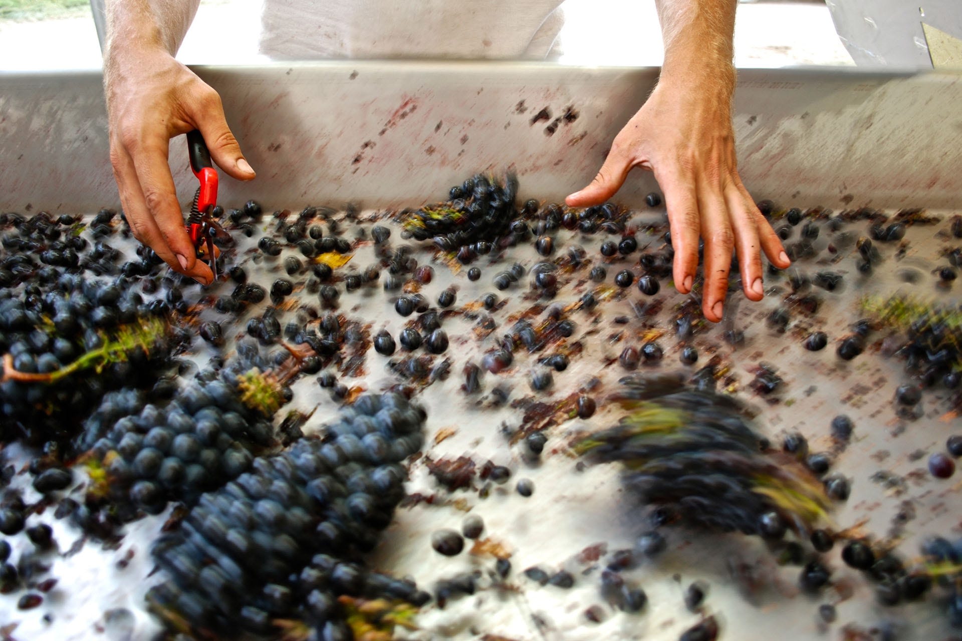 Lornano 2020 Sangiovese (Chianti Classico) Rating and Review | Wine ...