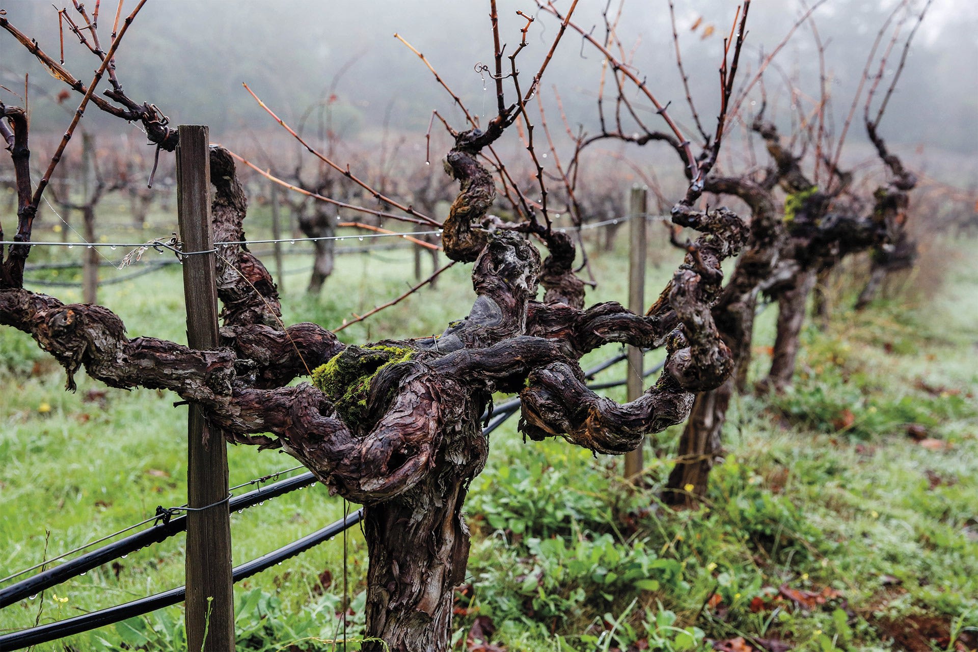 The Sonoma Mountaintop where Volcanic Soils Create Marquee Wines | Wine ...