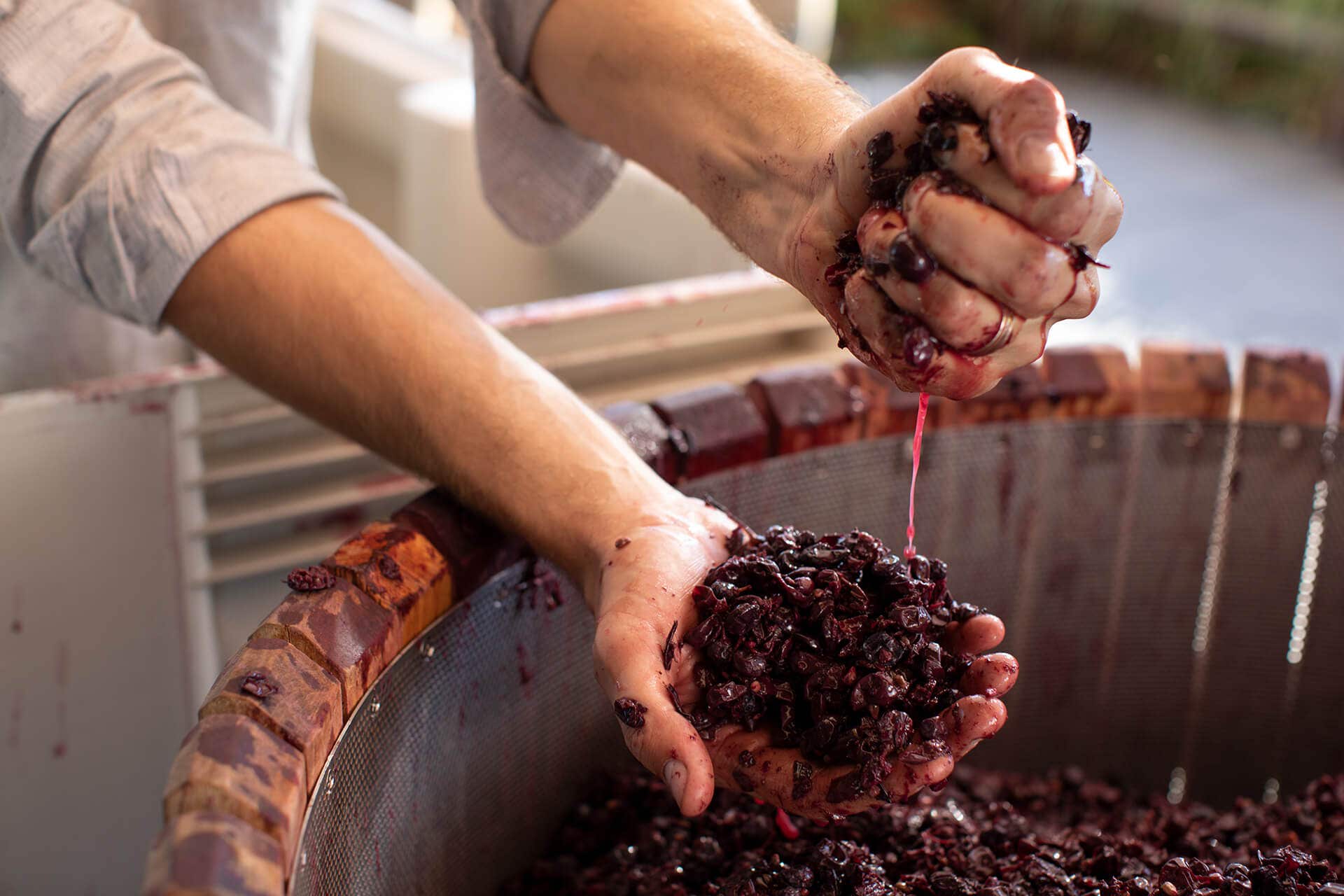 Vietti 2020 Tre Vigne Barbera (Barbera d'Asti) Rating and Review | Wine ...