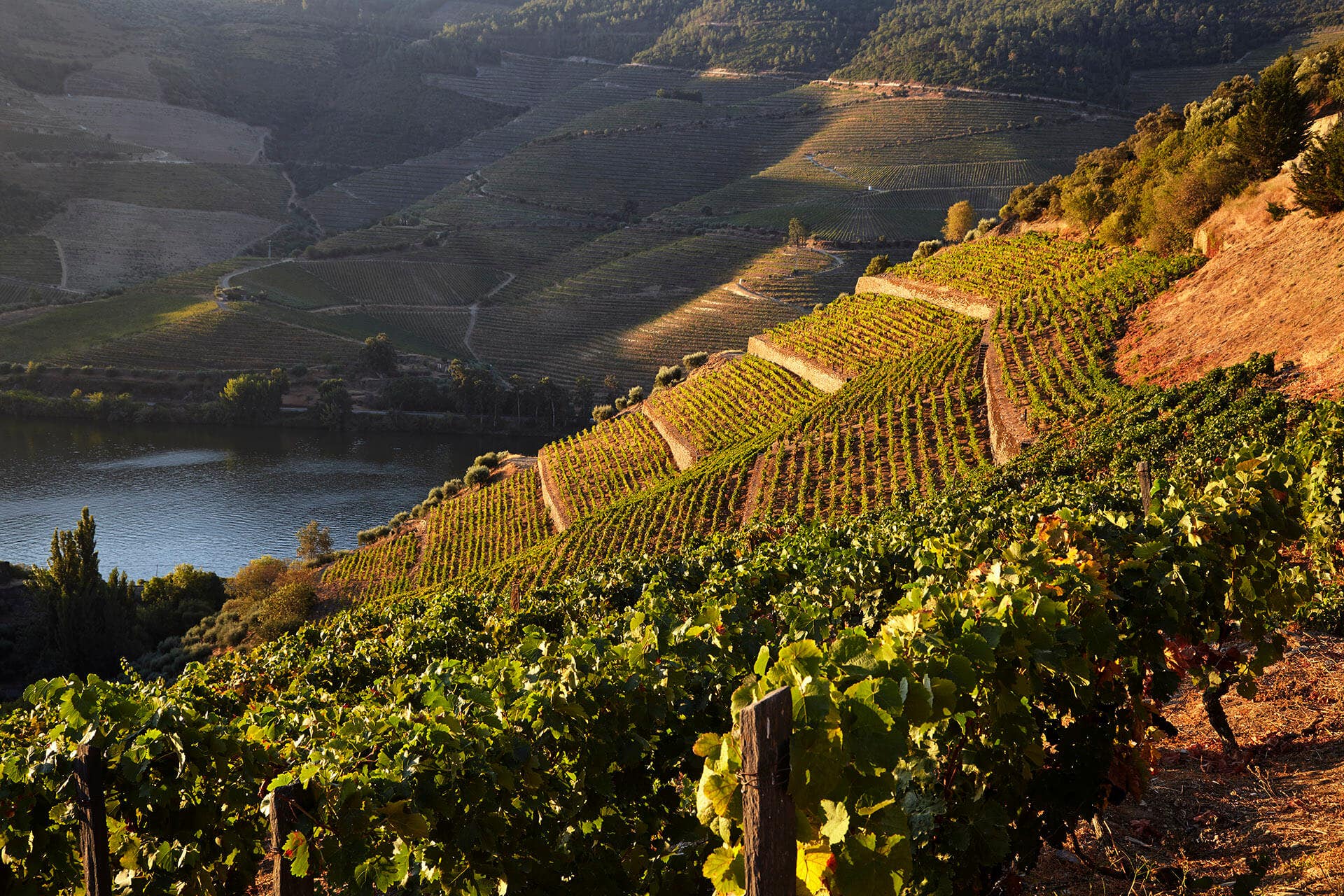 Old Vines That Still Make Great Wine | Wine Enthusiast