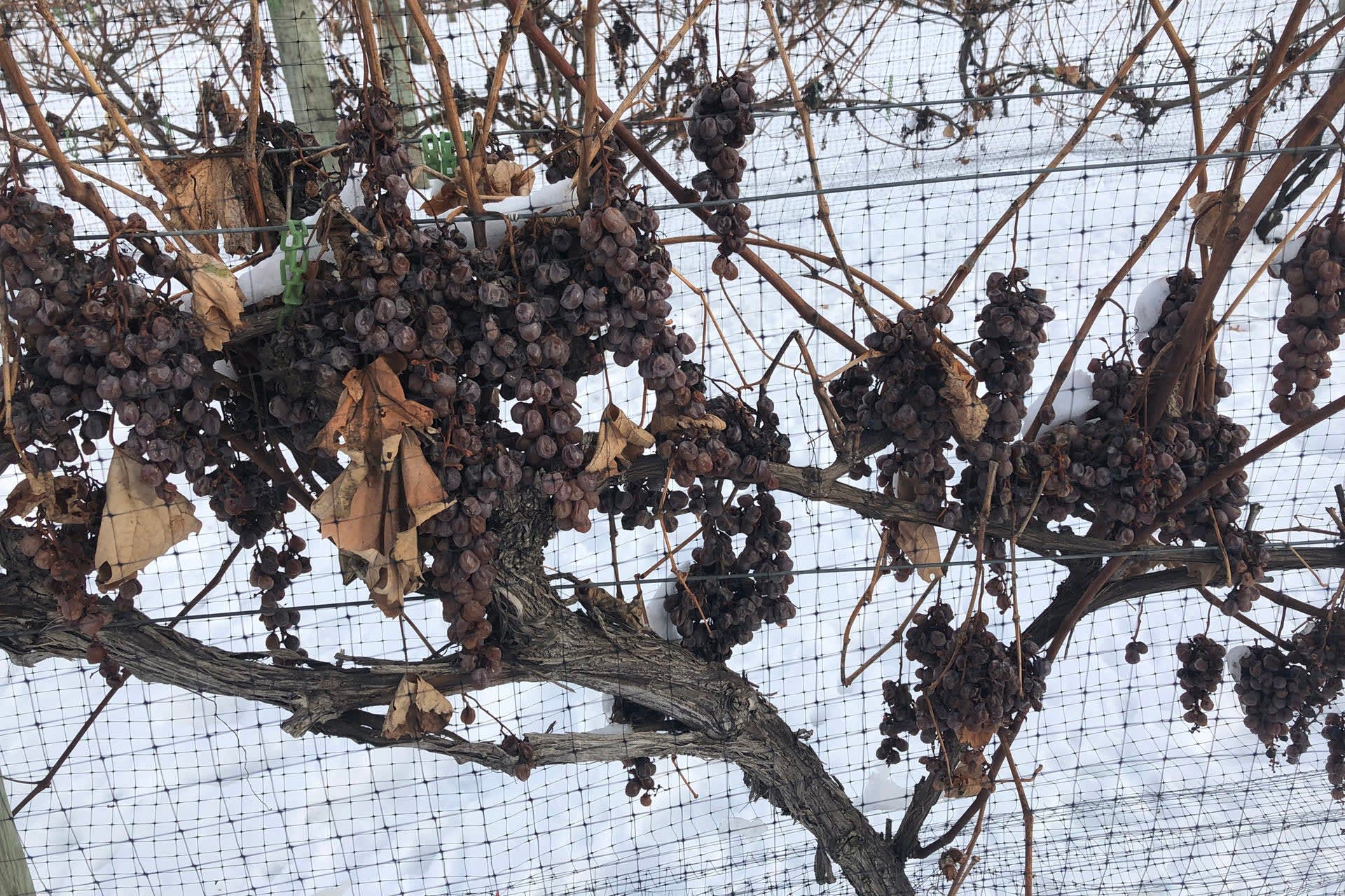 The Great Ice Wine Tradition of the American Midwest | Wine Enthusiast