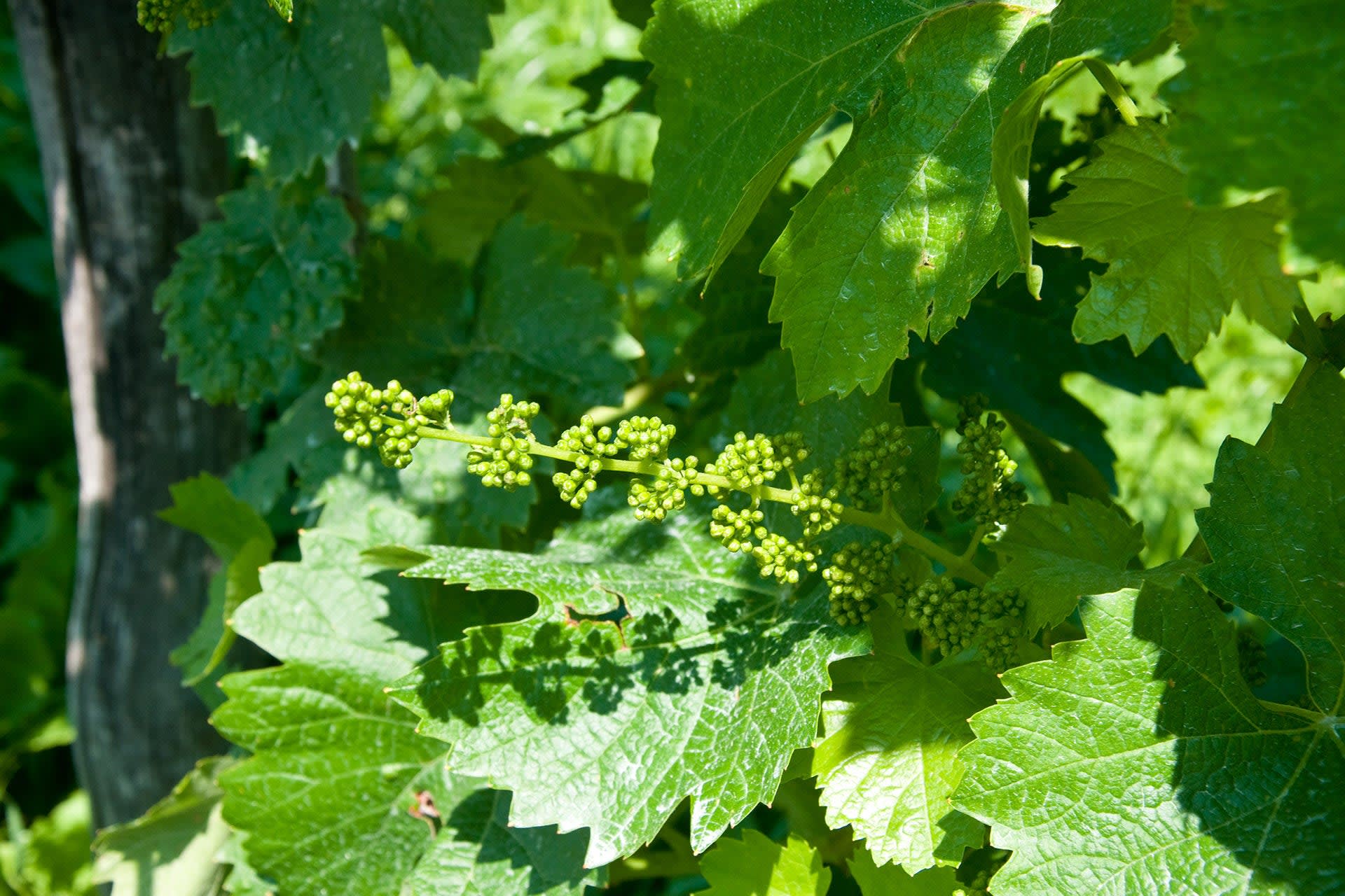 Everything You Need to Know About Prosecco | Wine Enthusiast