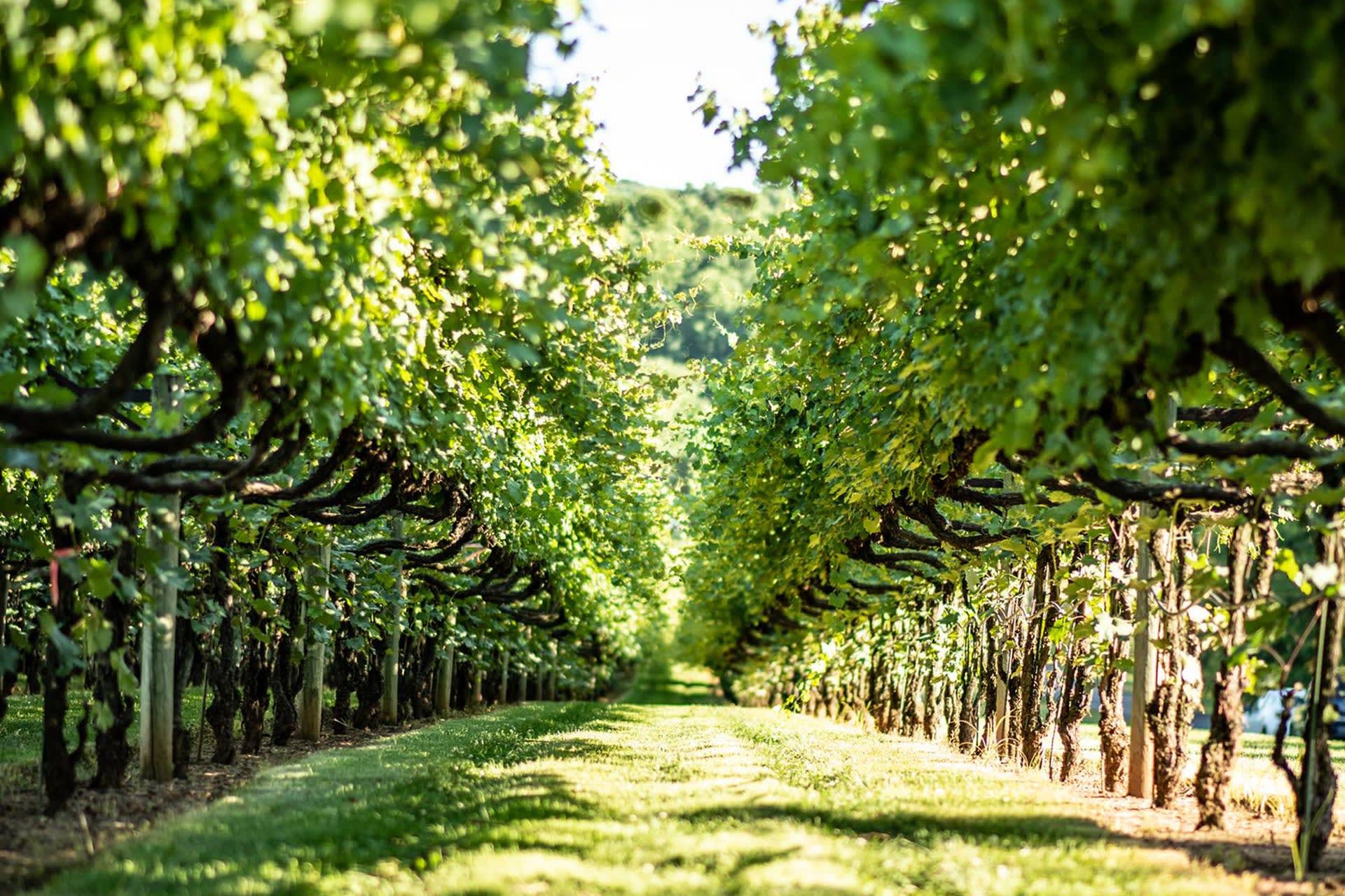 The Two Unsung Grapes Putting Virginia Wine on the Map | Wine Enthusiast