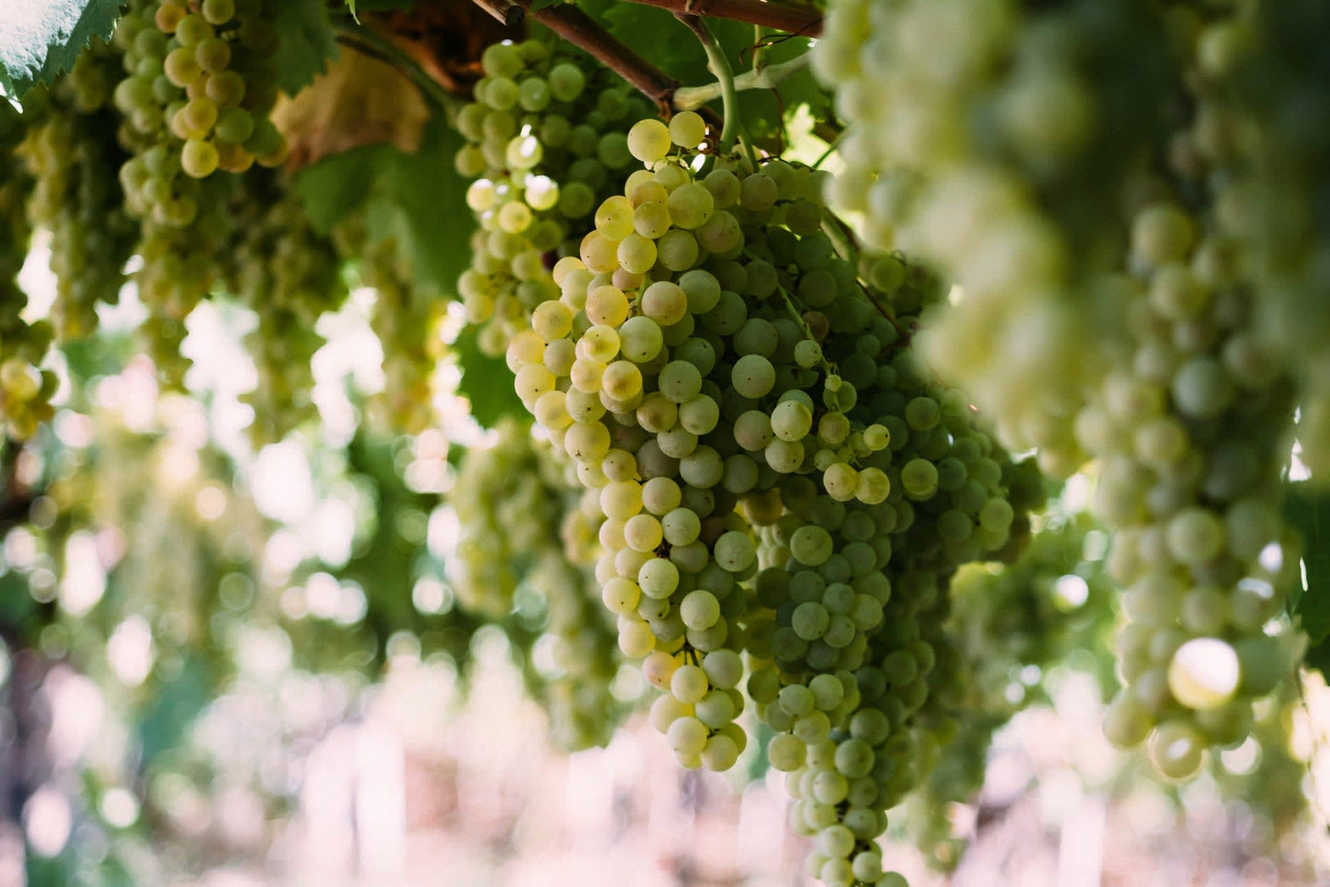 Everything You Never Knew About the Grapes of Austria | Wine Enthusiast