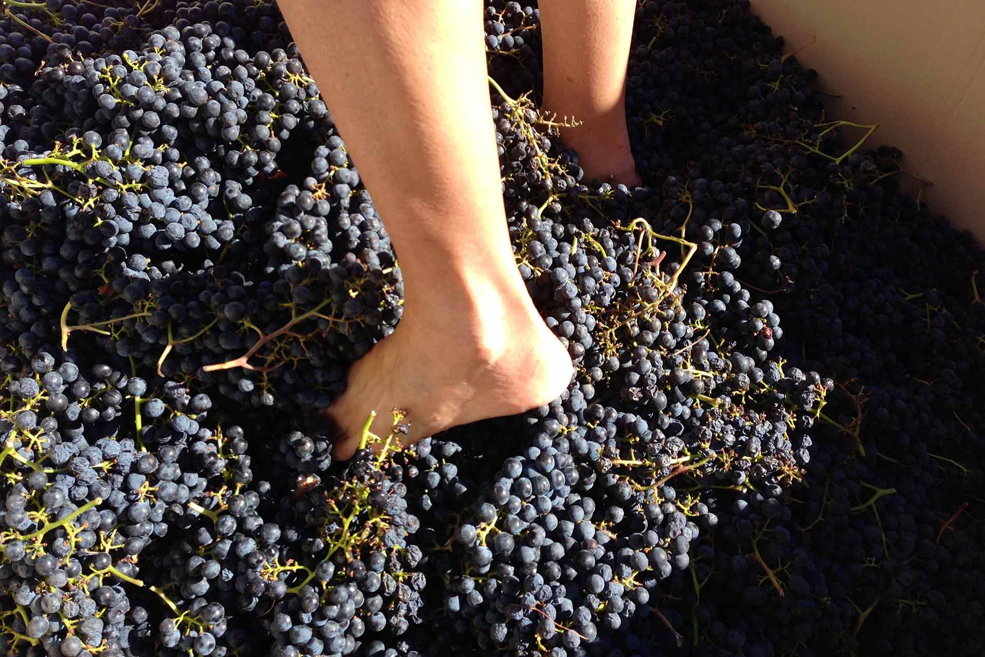 Merlot Wine Tasting Tips: A Master Class | Wine Enthusiast