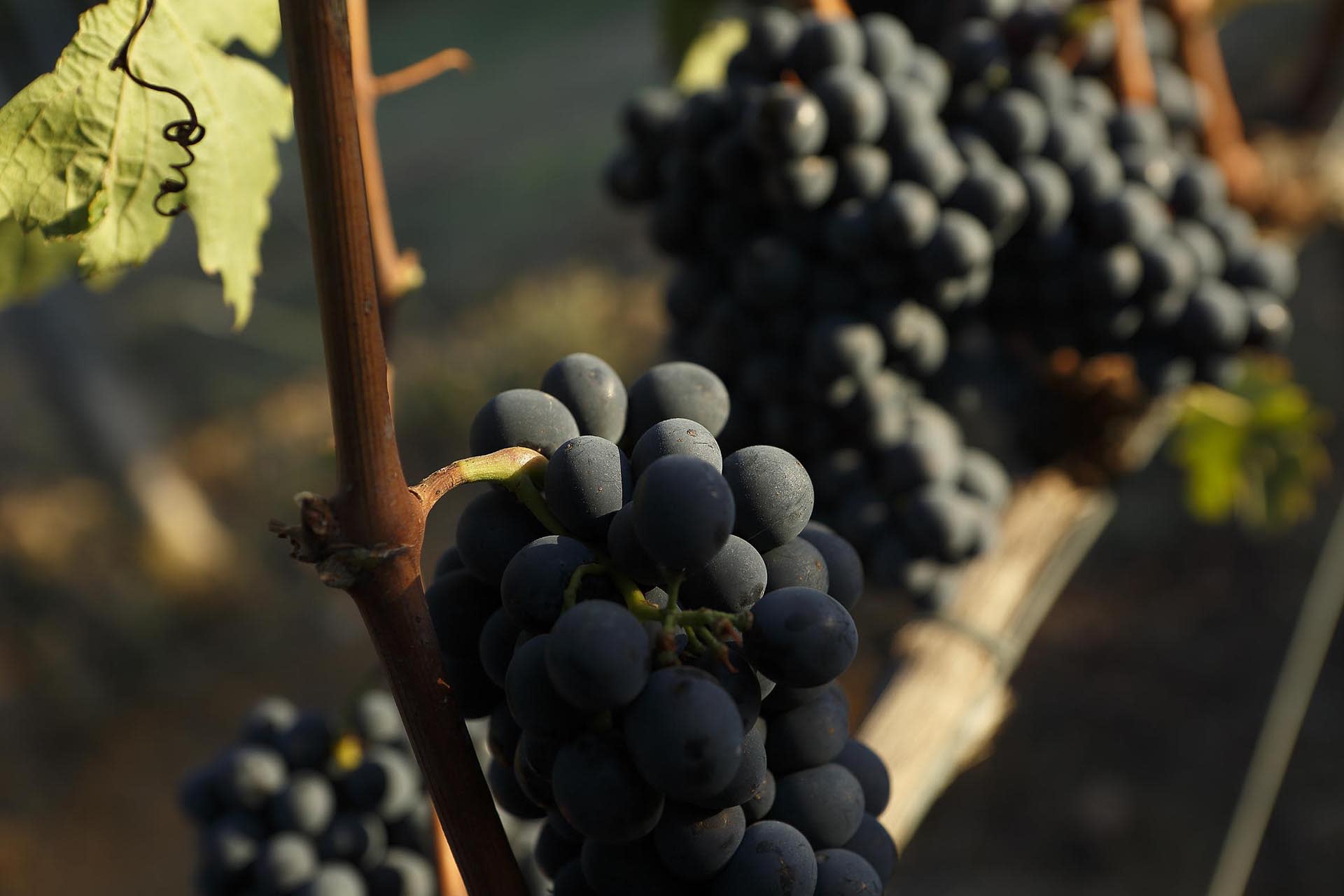 Brunello 2017 Report: Concentration, High Alcohol and Some Shining ...