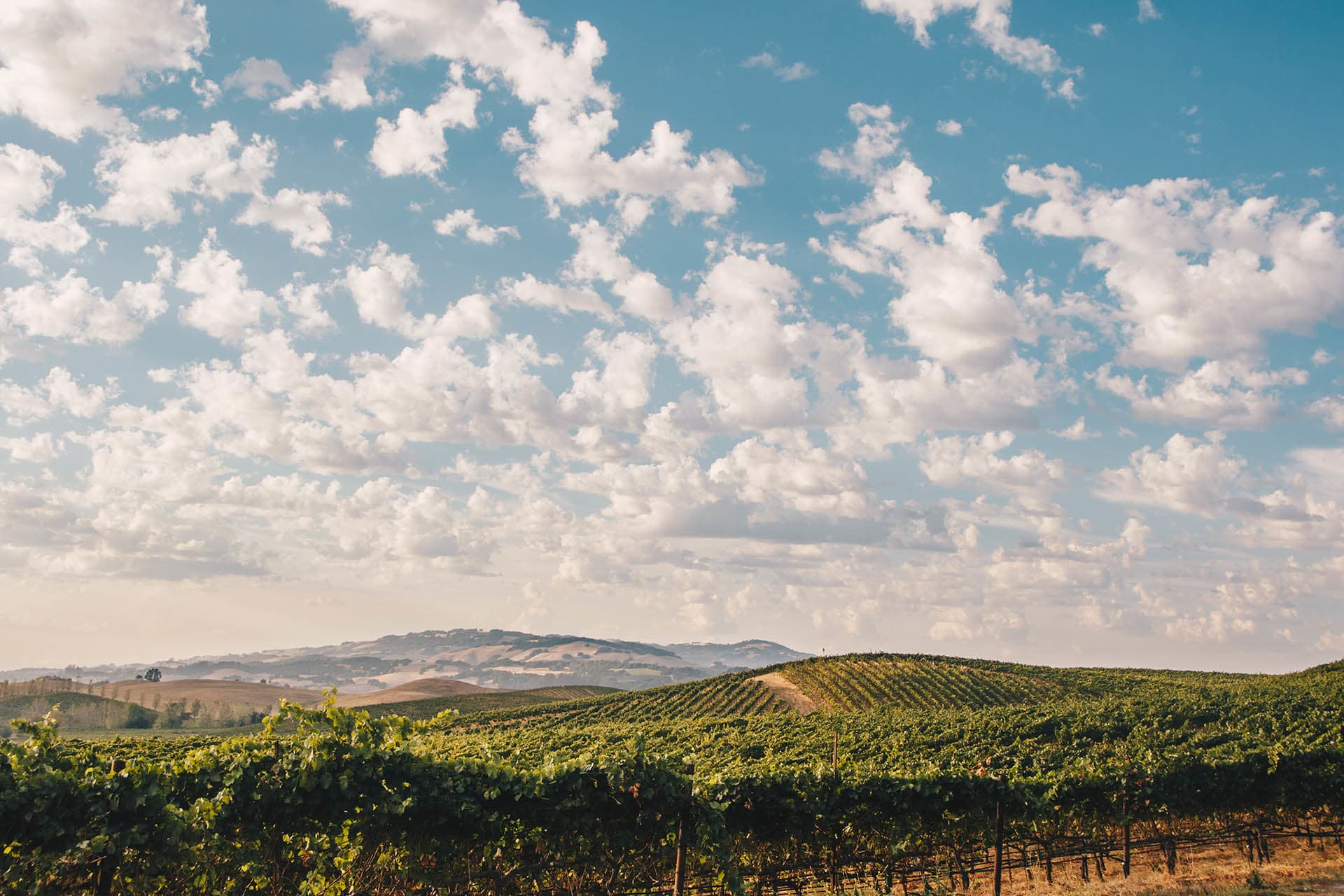 What Does 'Microclimate' Mean? | Wine Enthusiast