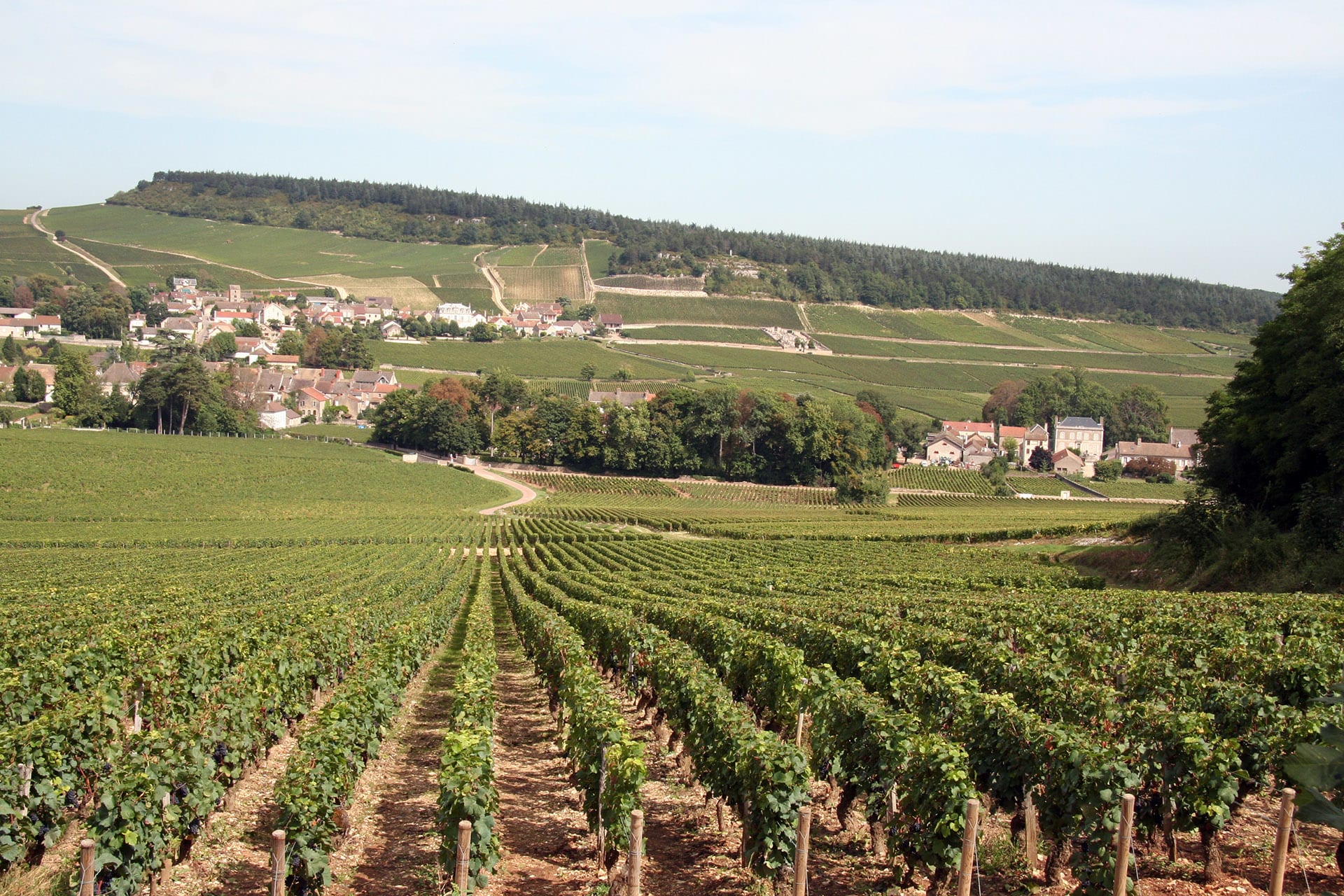 The Essential Guide to Pinot Noir | Wine Enthusiast