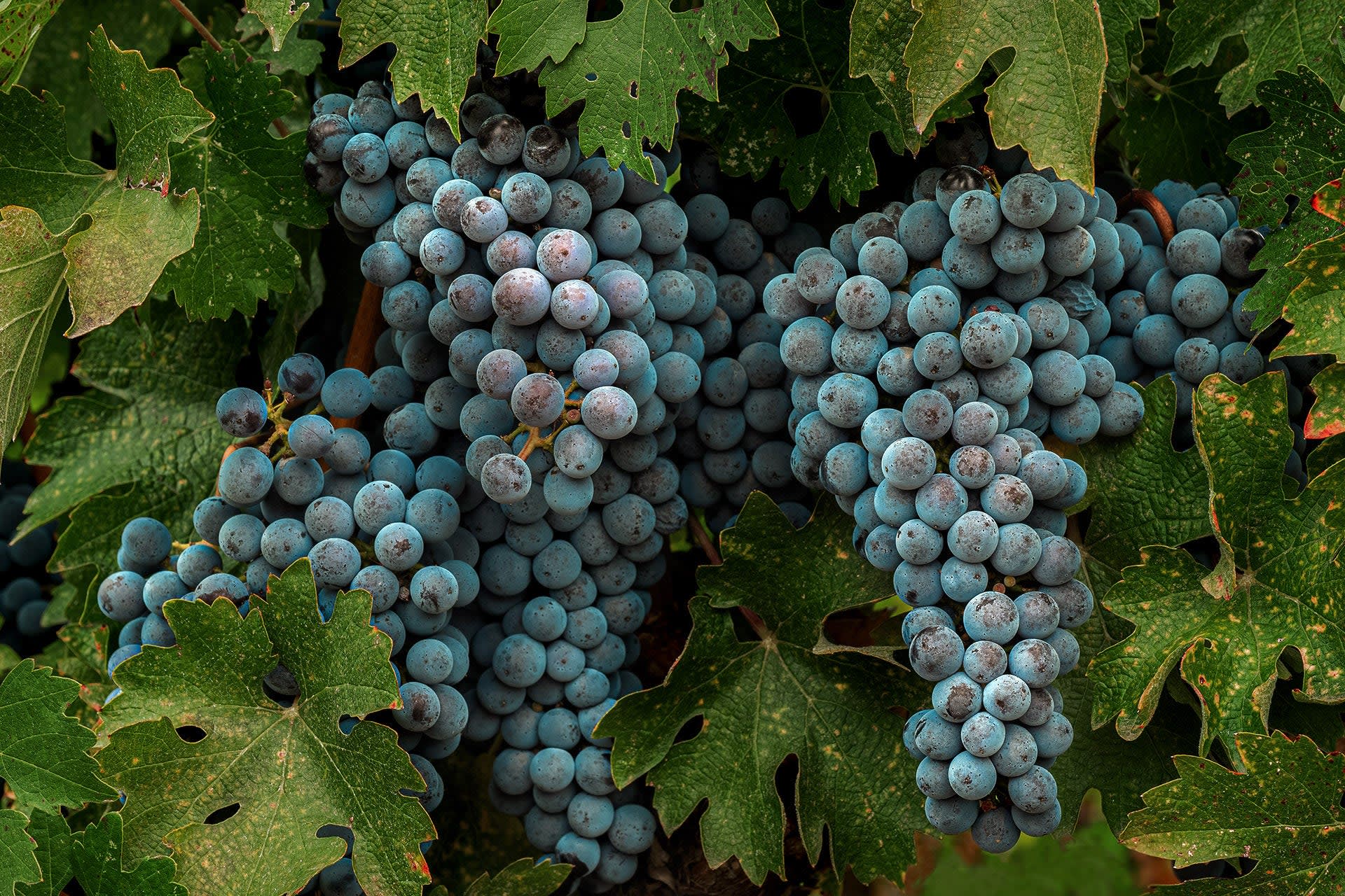 Digital Magazine | Wine Enthusiast