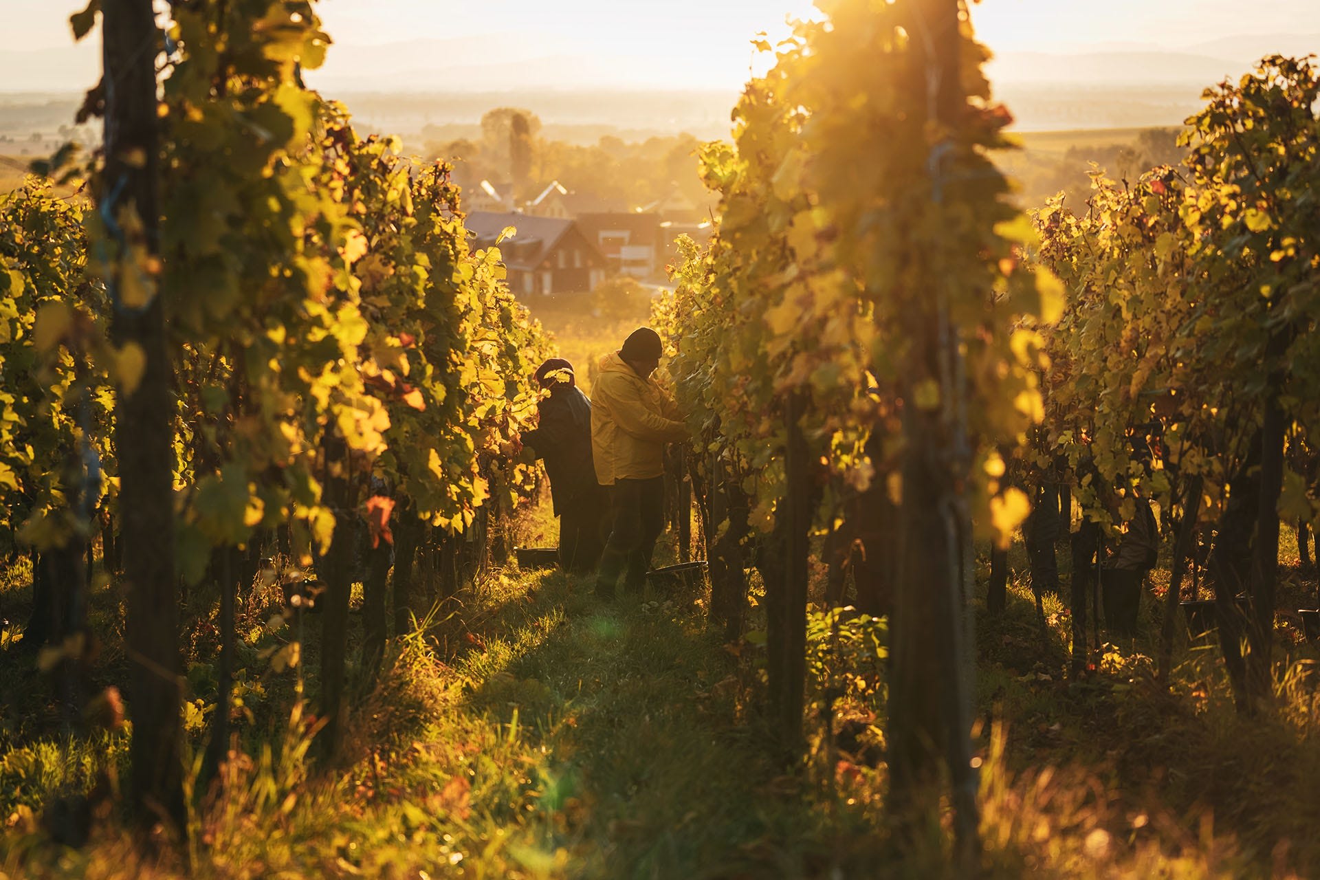 Hess 2021 Maverick Ranches Cabernet Sauvignon (Paso Robles) Rating and ...