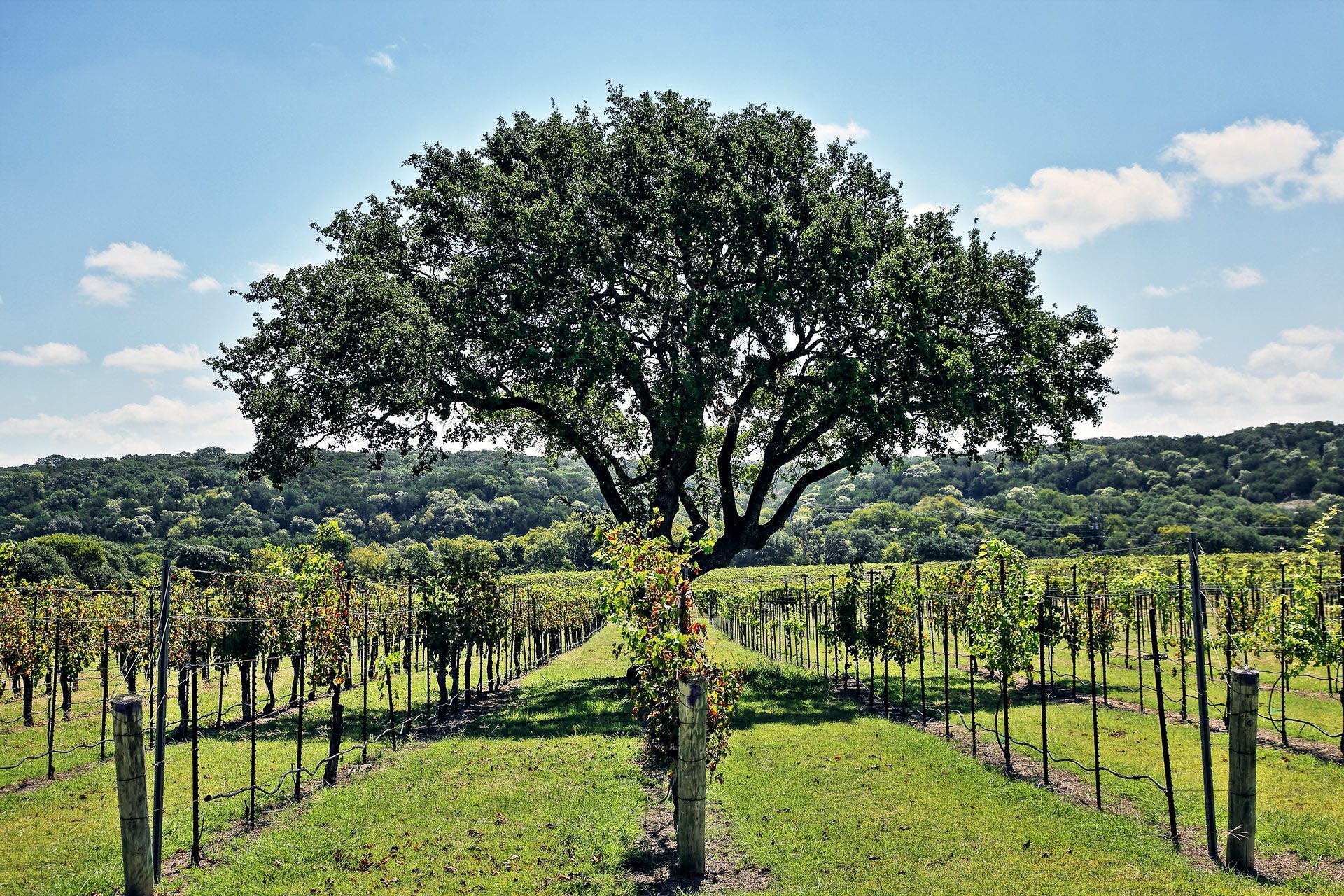 Experience Bien Nacido | Wine Enthusiast