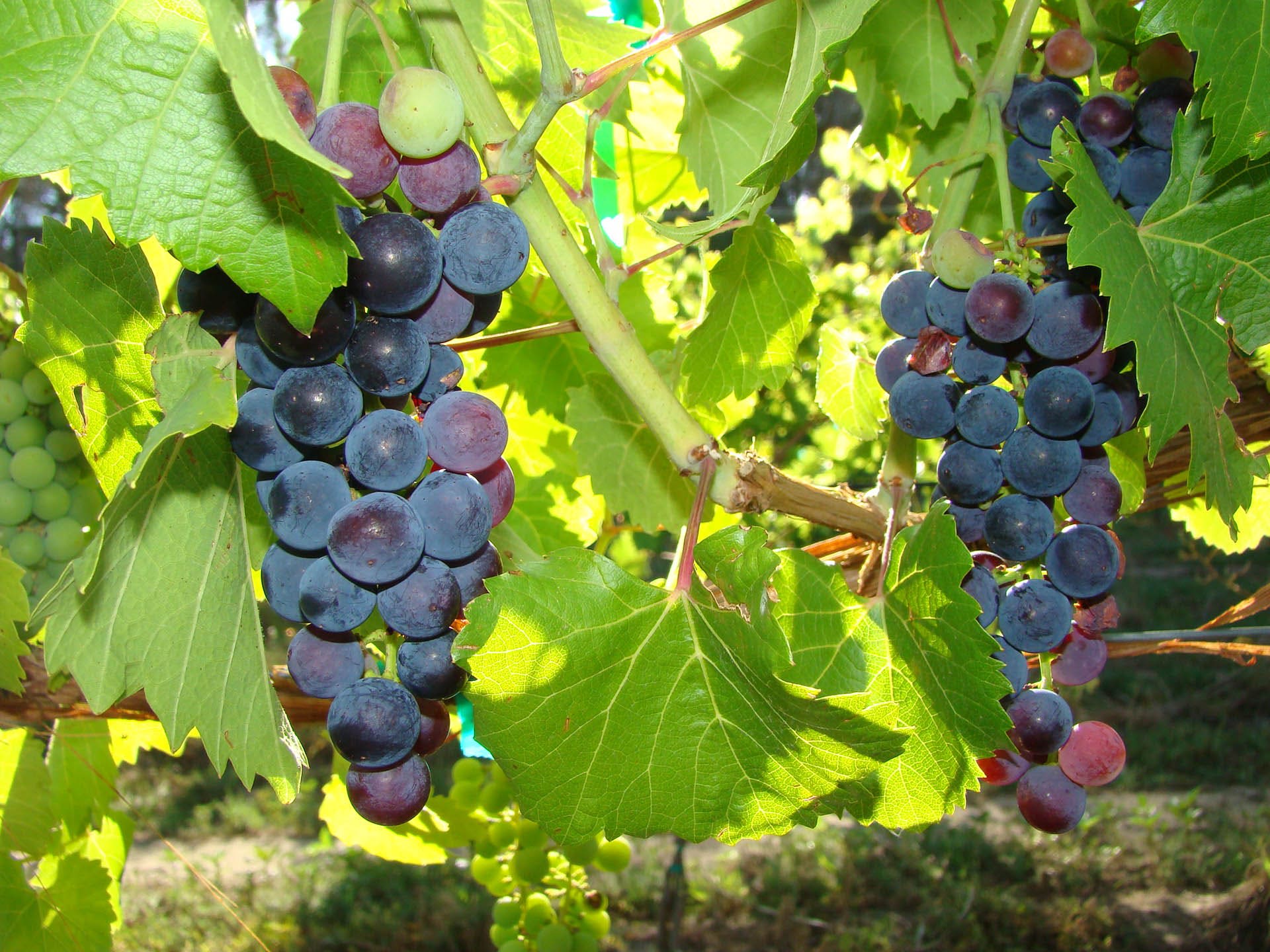 High-Altitude Vineyards that are Changing Wine | Wine Enthusiast