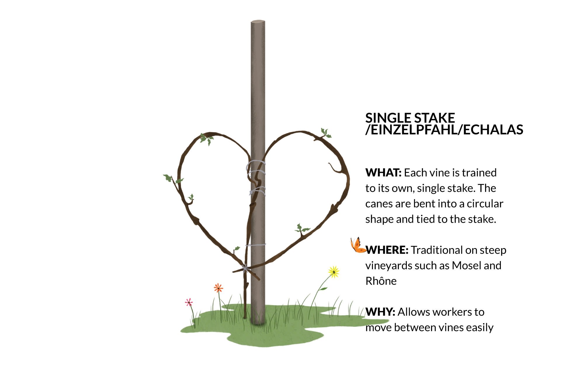 Why Vineyards and Vines Look Different from One Another | Wine Enthusiast