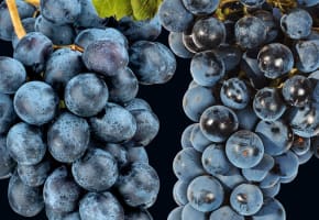 Merlot Wine Ratings, Reviews and Basics | Wine Enthusiast