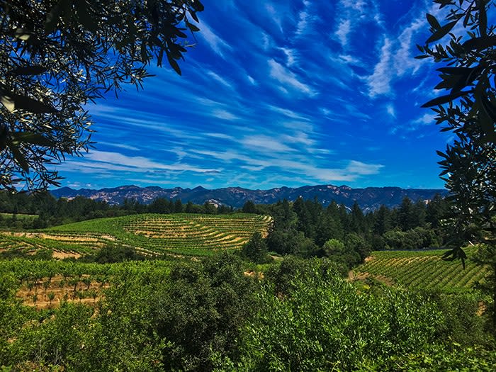 The 2013 Napa Valley Vintage as told in 10 Cabs | Wine Enthusiast