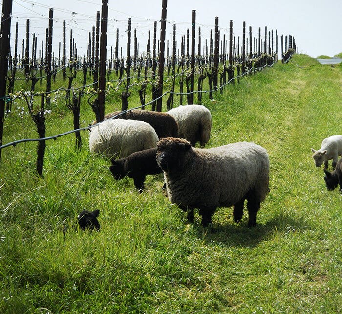How Bugs and Other Critters are Saving Vineyards | Wine Enthusiast