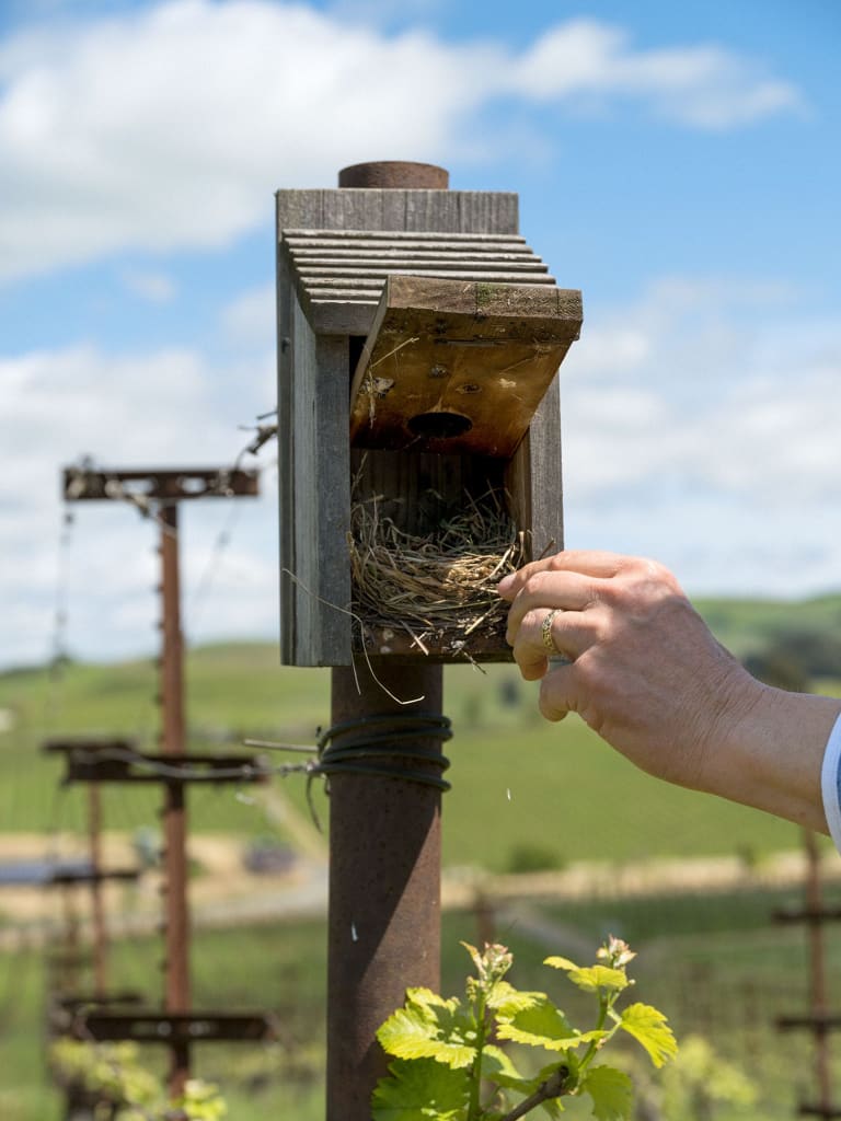 California Winemaking Is at a Dangerous Crossroads. Here’s How Vintners ...