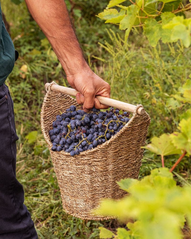 Saperavi: A Noble, World-Class Grape Variety | Wine Enthusiast